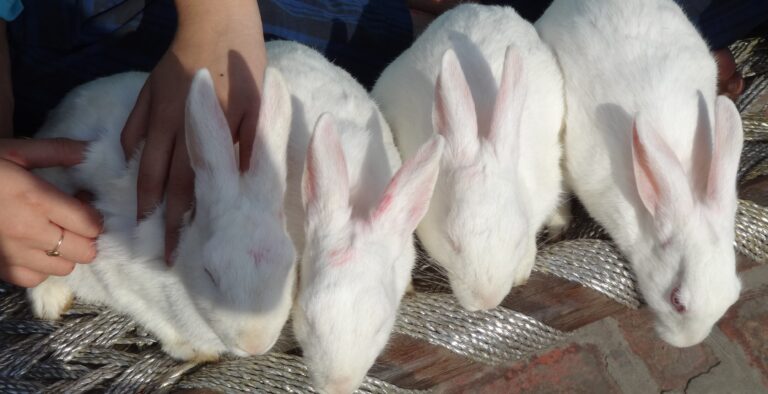 Mental Illness – Dr. K P Rana | Psychiatrist